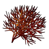 Fire Blossom Seed - Item - V Rising Database
